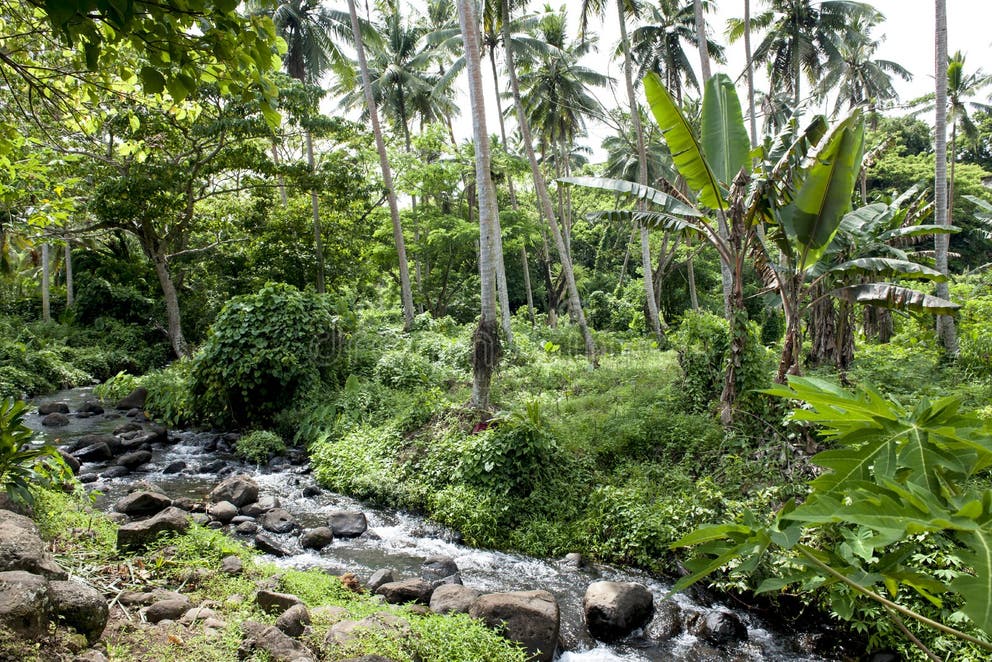 Rainforest on Cook Islands stock image. Image of plants - 36416749