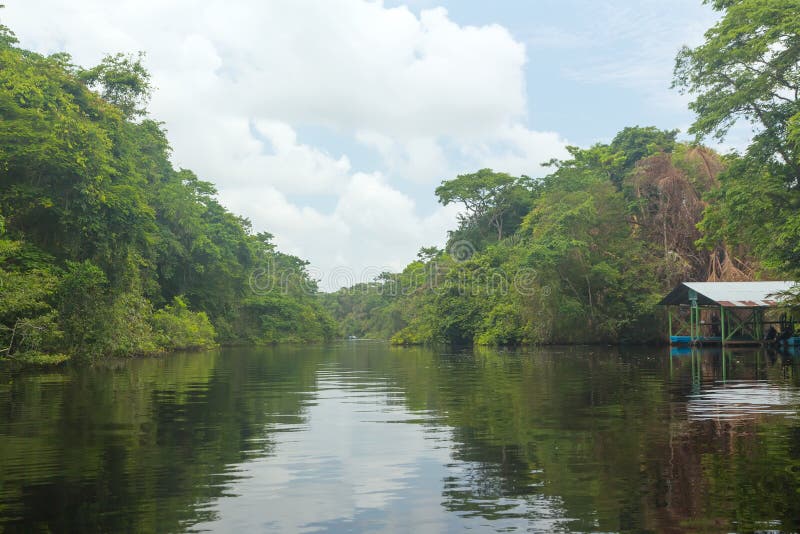 Rainforest in Costa Rica stock image. Image of costa - 53665969