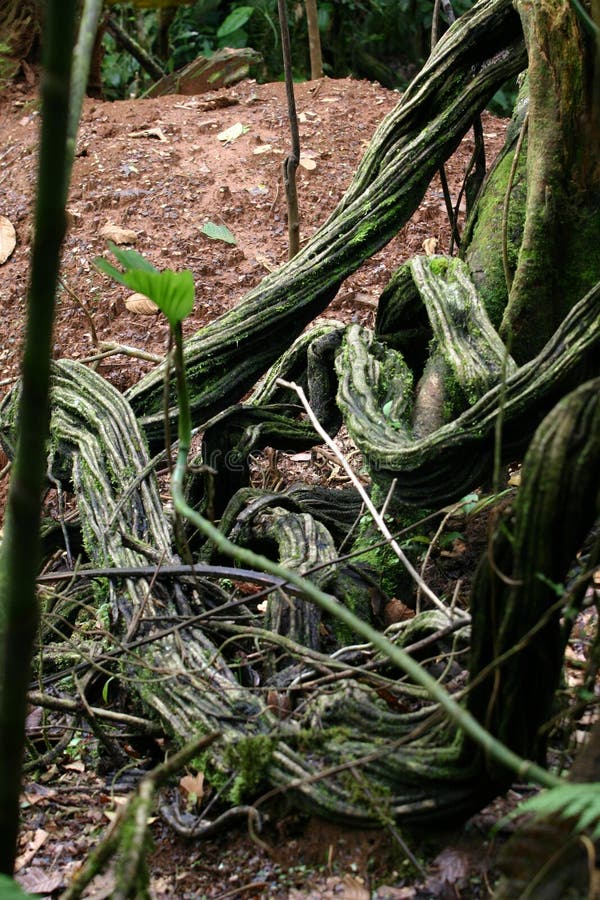 Twisted Vine In The Rainforest Stock Image - Image of rainforest, rain ...