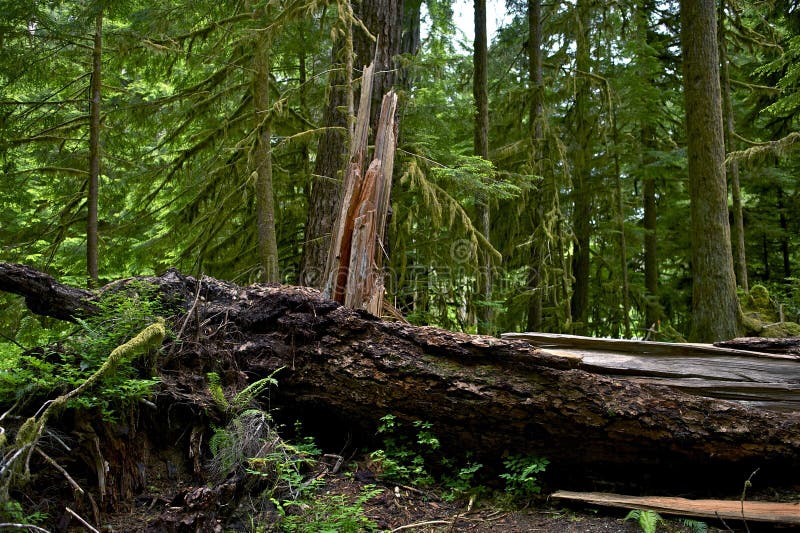 Rotten tree trunk stock image. Image of showing, edge - 79840753