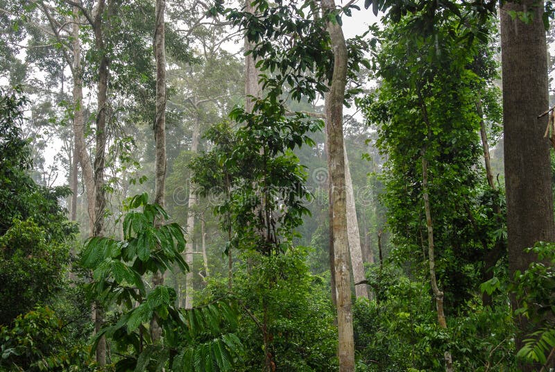 Rainforest Discovery Center in Malaysia Stock Image - Image of borneo ...