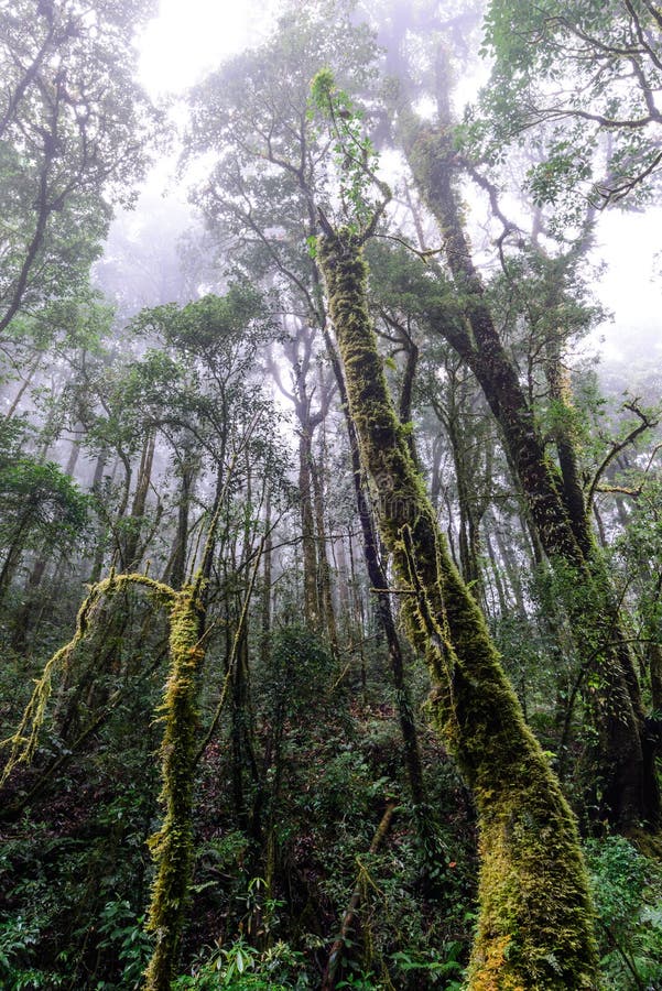 Moss and Fern Plant Coverd on Tree Trunk at Doi Inthanon National Park ...