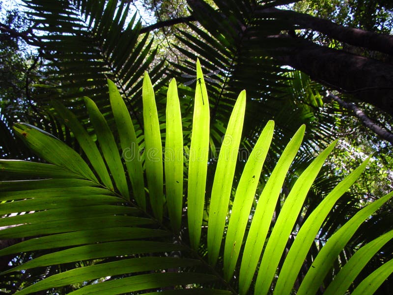 Rainforest stock image. Image of forest, tropical, harmonly - 2526389