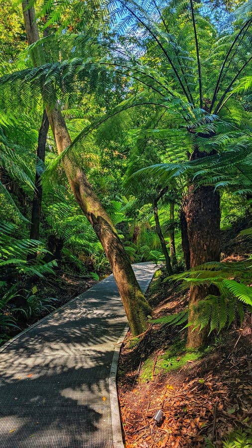 Rainforest Fern Gully Canberra Australia Stock Image - Image of botanic ...