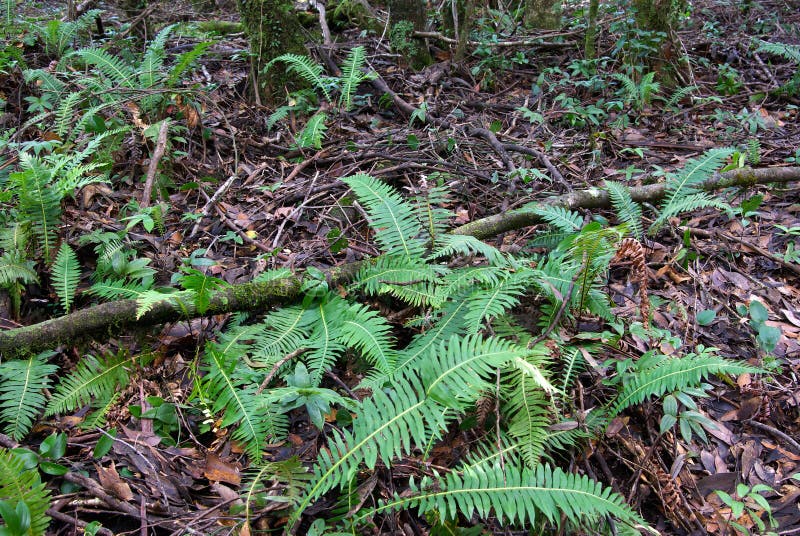 Rainforest floor stock photo. Image of rainforest, plants - 2261426