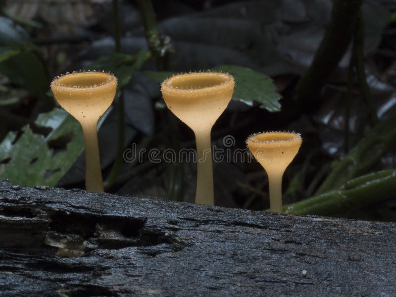 1,243 Rainforest Mushrooms Stock Photos - Free & Royalty-Free Stock Photos from Dreamstime