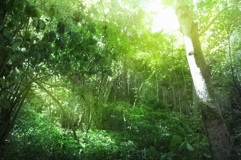 Rainforest stock photo. Image of forest, island, daylight - 33757168