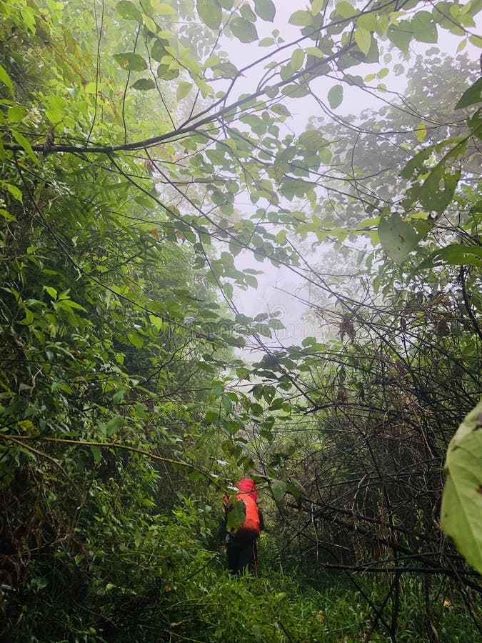 Rainforest in the Gunung Leuser National Park Ecosystem Area Stock ...