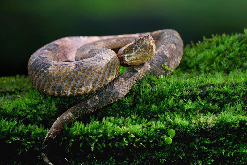 Rainforest Hognosed Pitviper Laying on Moss, Costa Rica Stock Image ...