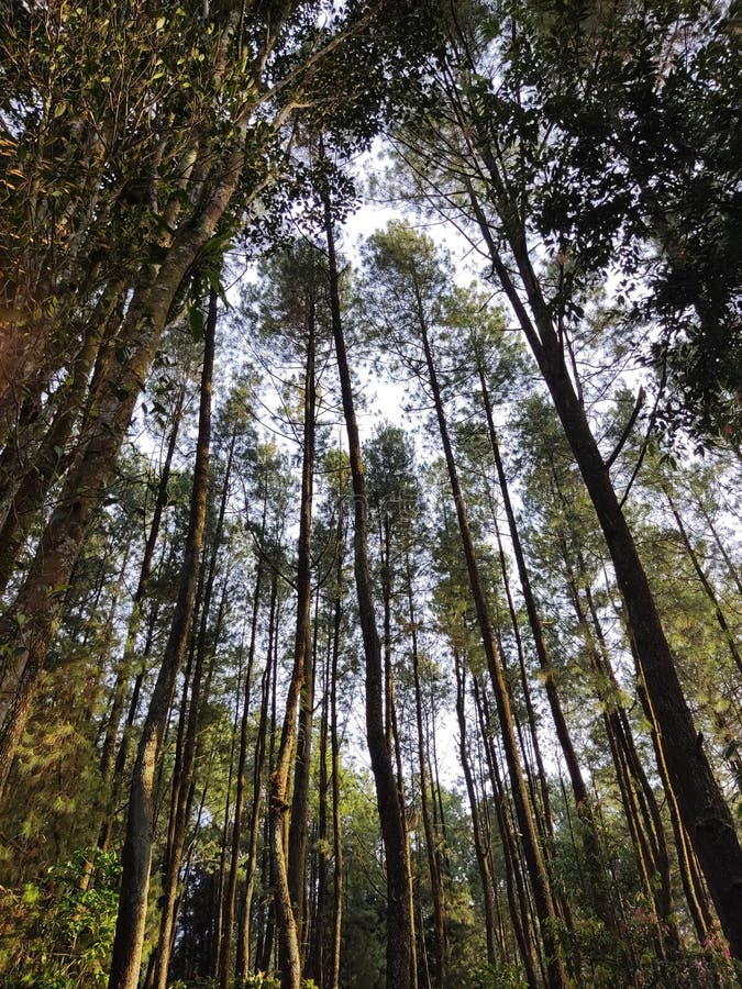 Rainforest Indonesia Tree Jungle Morning Stock Photo - Image of tree ...