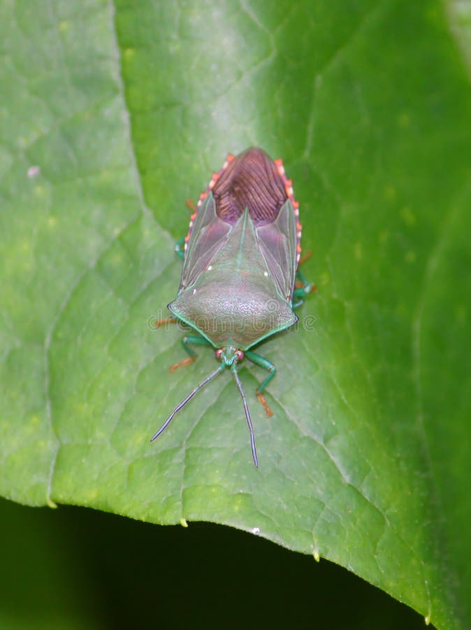 Rainforest Insect in Puerto Rico Stock Photo - Image of forest, beetle ...
