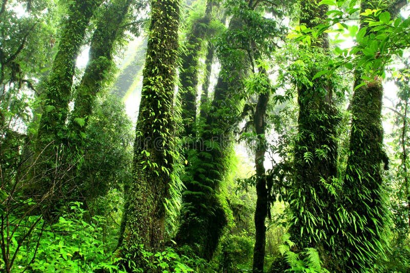 Big Rain Tree in Rainforest, Chiang Mai, Thailand Stock Image - Image ...