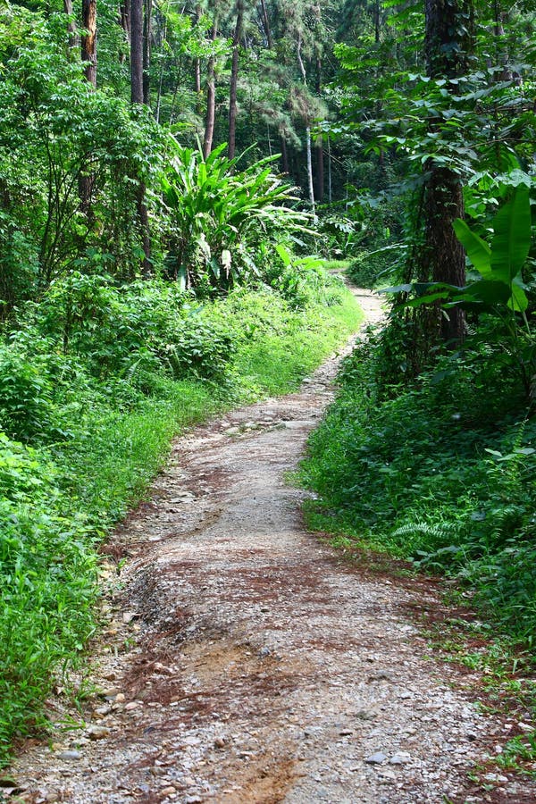 Rainforest Jugnle Trek stock photo. Image of hiking, nature - 14147084