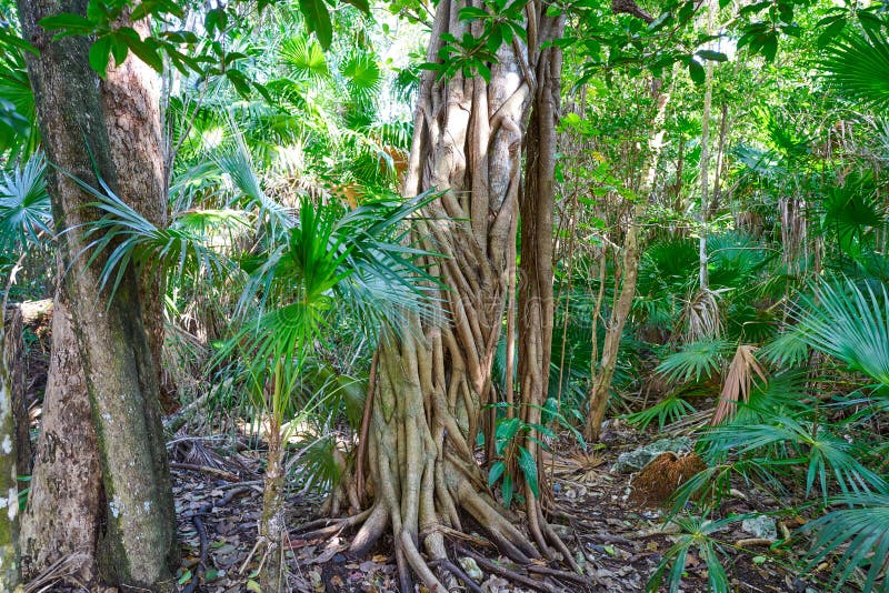 Chit Palm Tree Leaves Yucatan Rainforest Mexico Stock Photos - Free ...