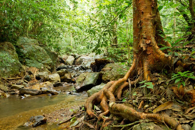 Rainforest landscape stock photo. Image of rock, asia - 19887490