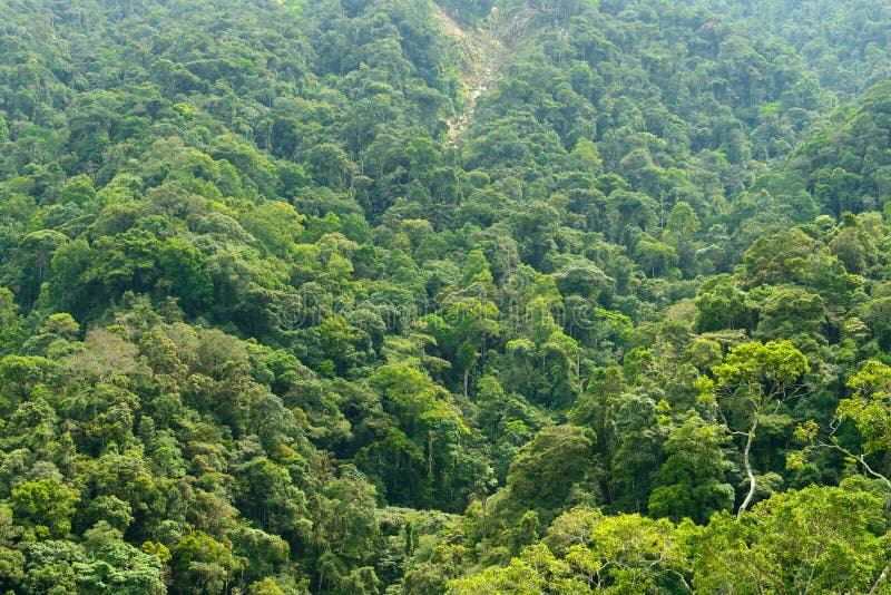 Rainforest stock image. Image of canopy, travel, alpes - 32473255