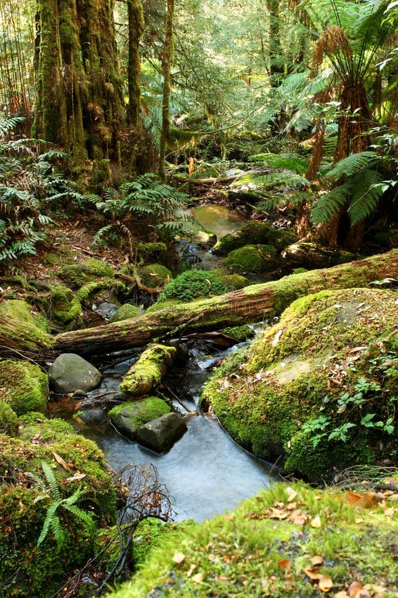 Rainforest Magic stock photo. Image of stream, green, creek - 2127806