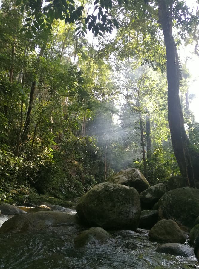 Rainforest Morning Breeze Stock Photos - Free & Royalty-Free Stock ...