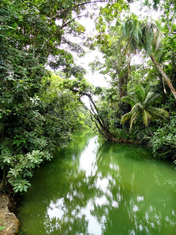 Rainforest Plants, Costa Rica Stock Photo - Image of vegetation, sunny ...