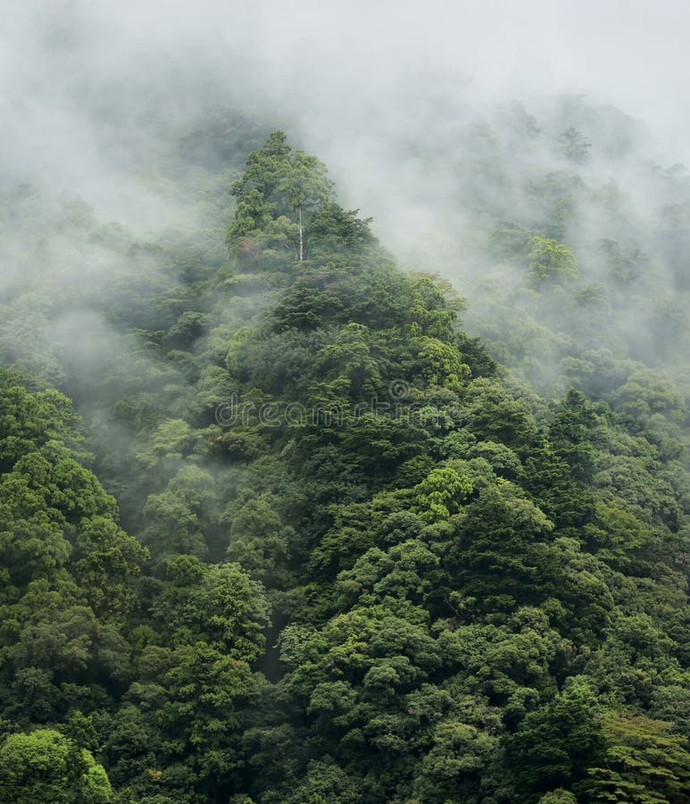 In the Rainforest , the Morning Mist on the Canopy in the Mountains ...