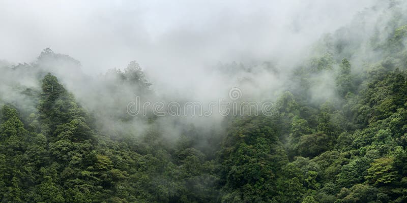 In the Rainforest , the Morning Mist on the Canopy in the Mountains ...