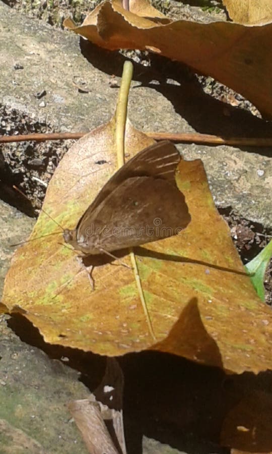 Rainforest moth stock image. Image of nature, spring - 124116517