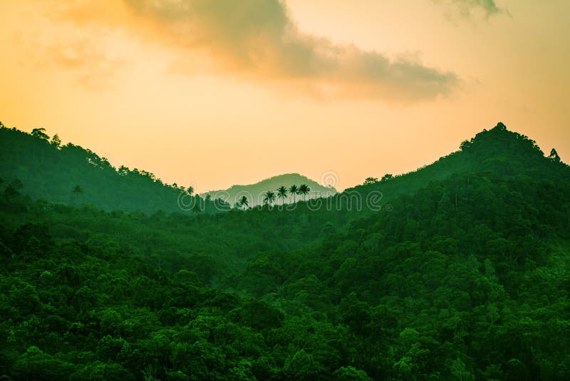 Rainforest in the Mountains Stock Image - Image of greenery, rainforest ...