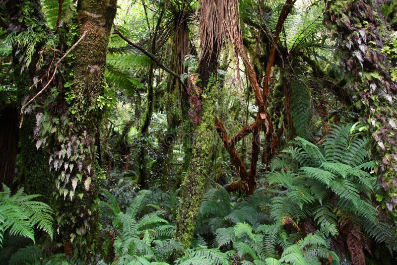 Rainforest, New Zealand stock photo. Image of summertime - 12929338
