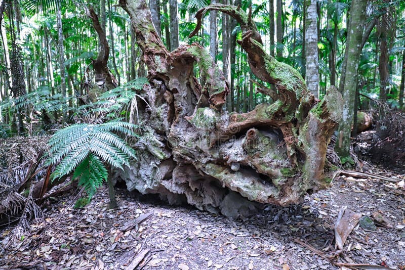 Rainforest old growth stock image. Image of australian - 235530159