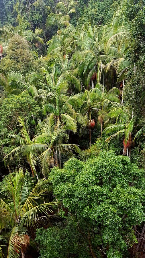 Rainforest stock photo. Image of rainforest, tropic, wood - 96550692