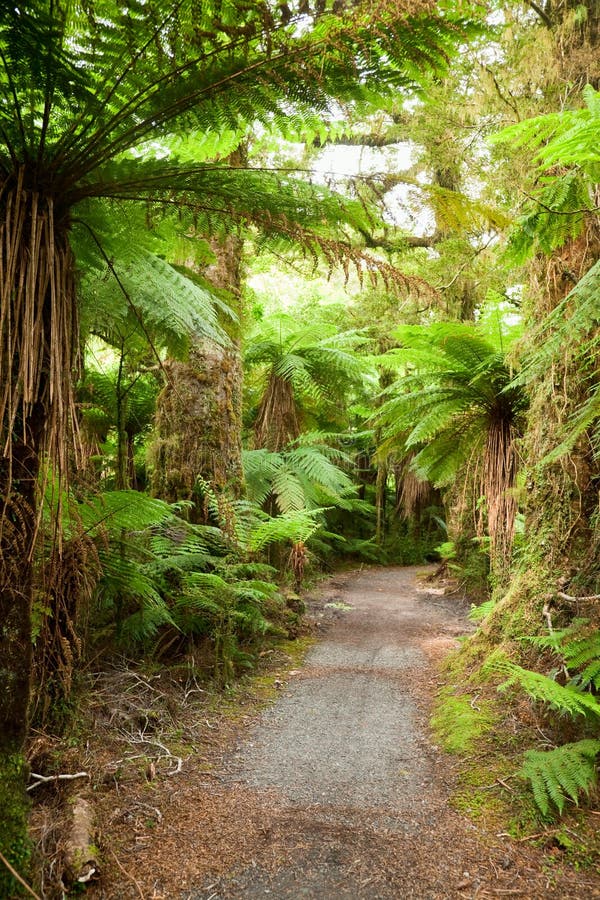 69+ Rainforest pathway Free Stock Photos - StockFreeImages