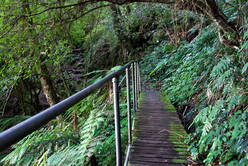 Rainforest path stock photo. Image of wind, natural, forest - 2381080