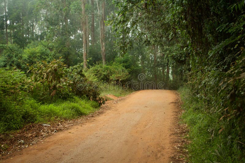 Rainforest Path stock photo. Image of lush, tanga, tanzania - 68548538