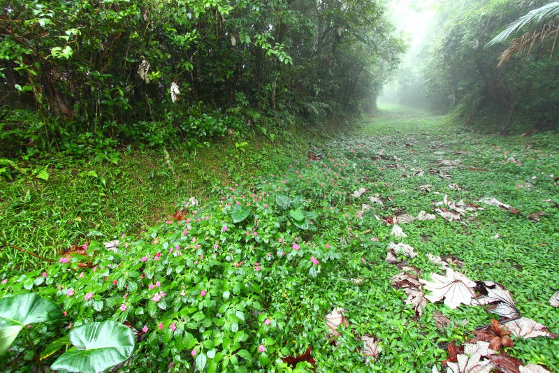 Rainforest Path - Puerto Rico Stock Photo - Image of ecology, forest ...