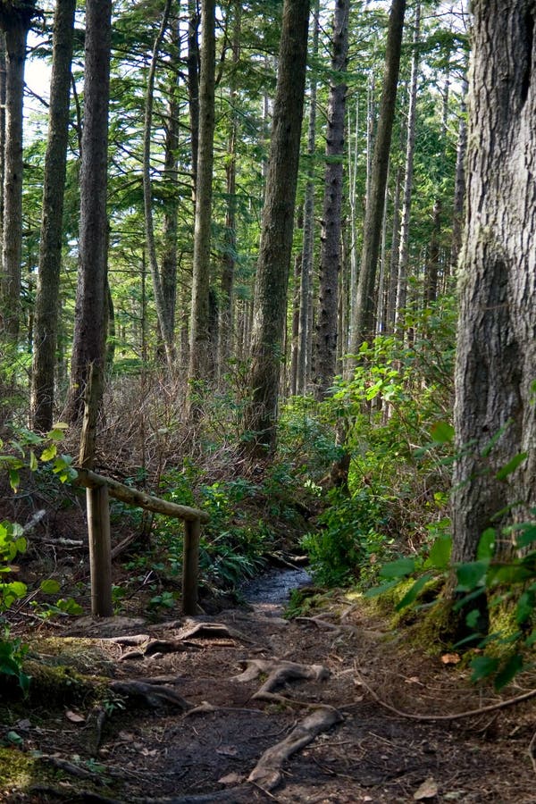 Rainforest Pathway With Railing Picture. Image: 8873130