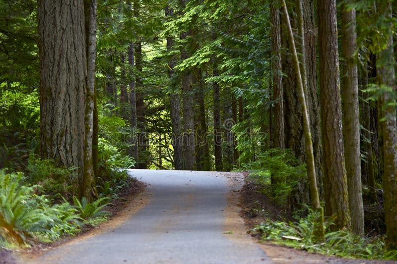 Rainforest Pavement Road stock image. Image of cedar - 28672319