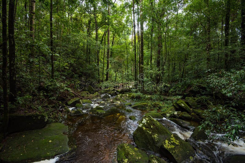 Rainforest plentiful stock image. Image of nullah, falls - 77064019