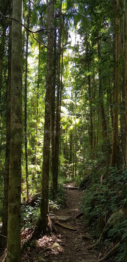 Hiking and Bush Walking Rainforest in Queensland Stock Photo - Image of ...
