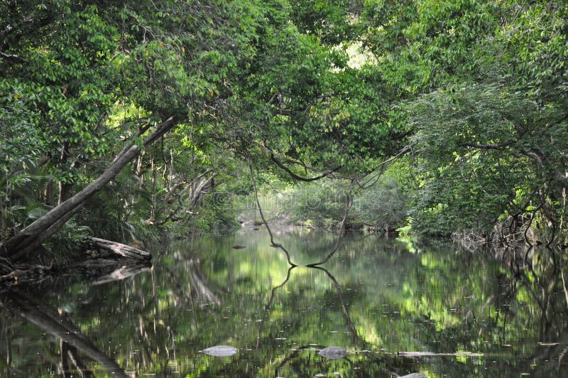 Rainforest Reflection, Australia Stock Image - Image of beautiful ...