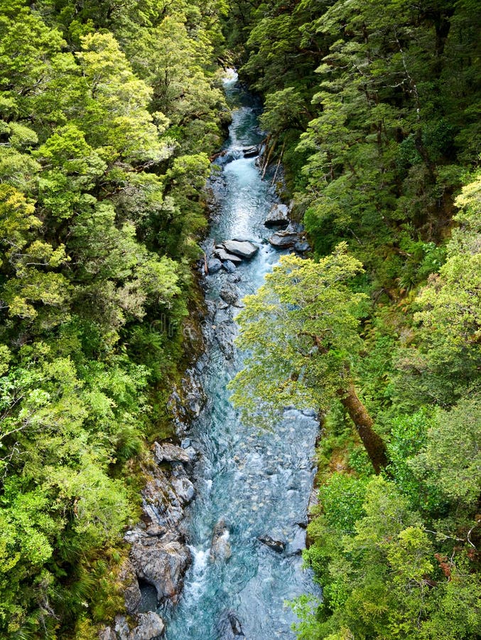 Rainforest river stock photo. Image of lush, summer, river - 14371746