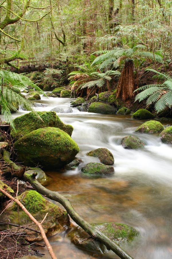 Rainforest River stock photo. Image of tranquil, green - 2985984