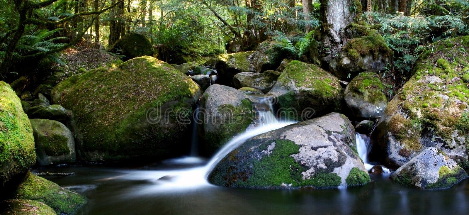 Rainforest Stream stock photo. Image of river, ferns, nature - 4058620