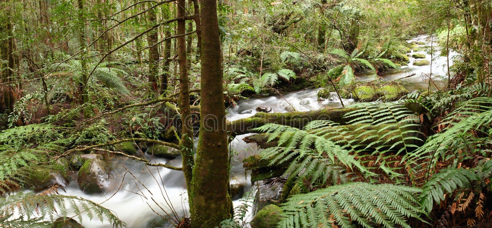 Mossy River Rocks stock image. Image of river, moss, mossy - 1525119