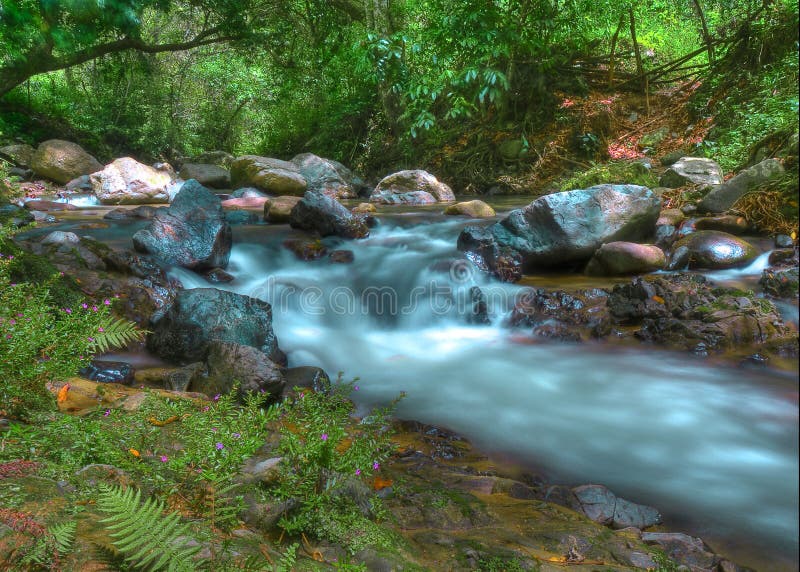 Rainforest river stock photo. Image of trees, creek, bank - 93109752