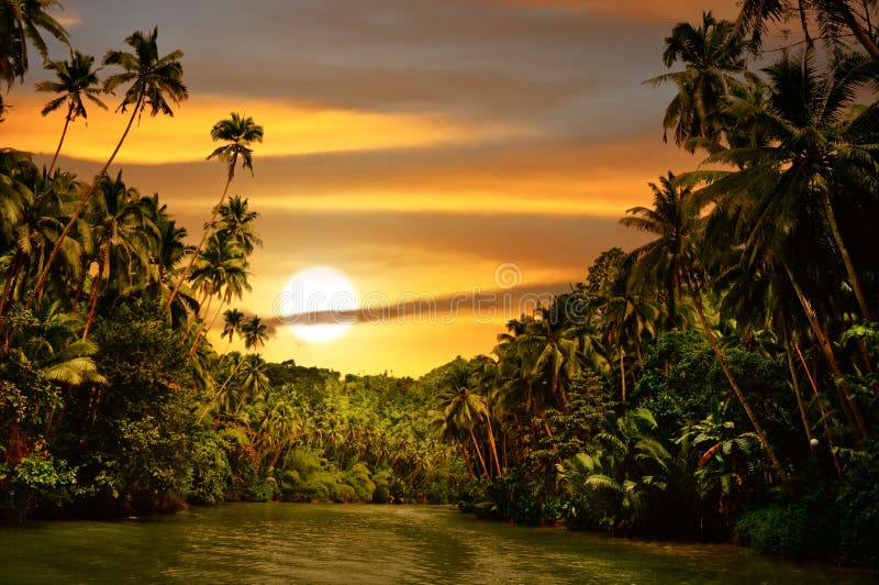 Rainforest River Sunset stock image. Image of coconut - 8927591