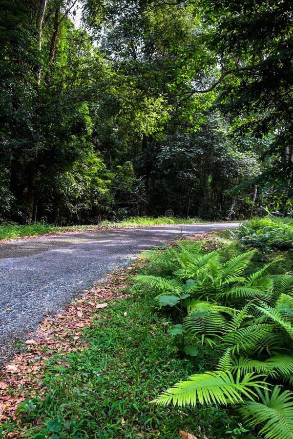 Rainforest stock image. Image of street, wild, woods - 57692069