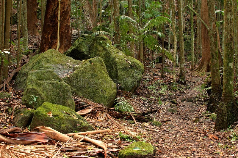 Rainforest Rocks stock photo. Image of environment, mulch - 3372318