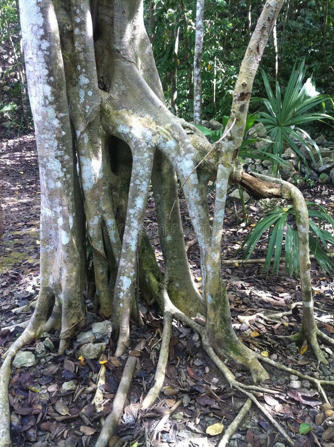 Rainforest Roots stock photo. Image of yucatan, amazing - 72164298