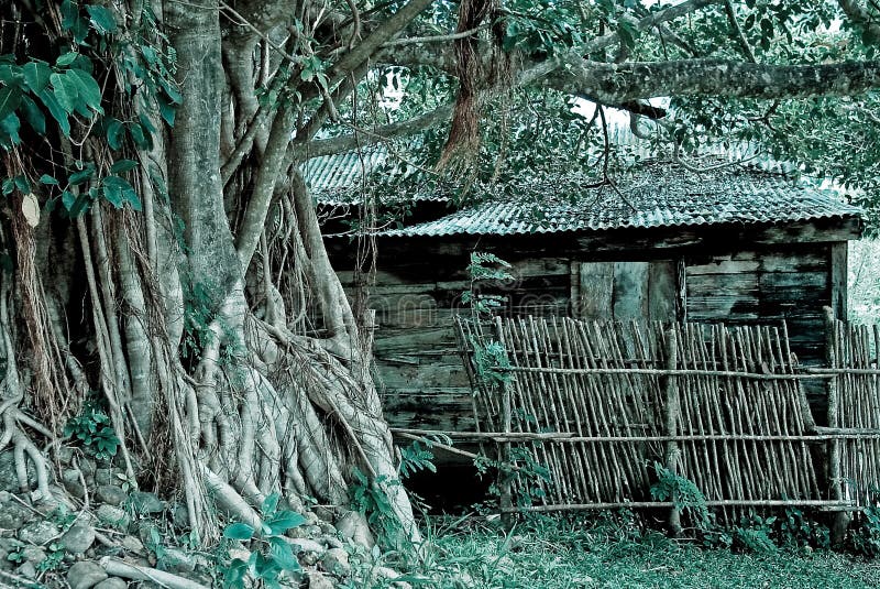 Rainforest Shack stock image. Image of tree, roots, west - 3744483