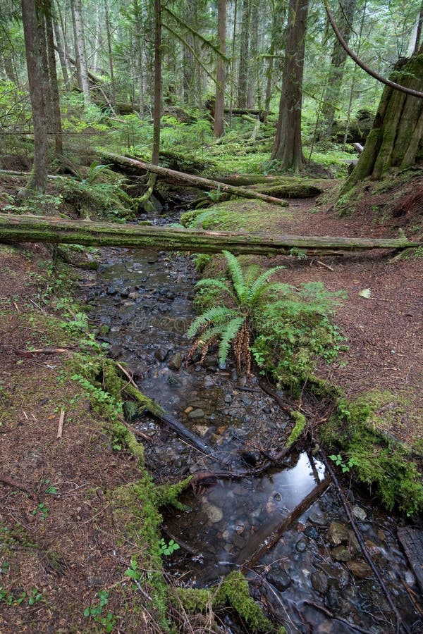 Rainforest Stream stock photo. Image of trees, stream - 3626072